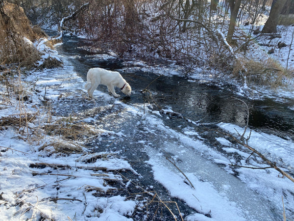 Winter Reflections | Jamie Kennedy Kitchens